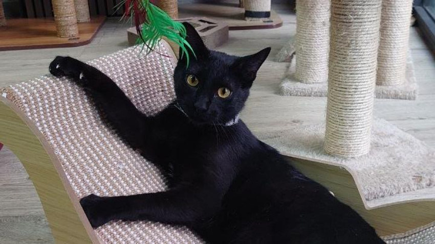 Oh my Cat!: el plan donde empiezas con un café y puedes acabar con un ...