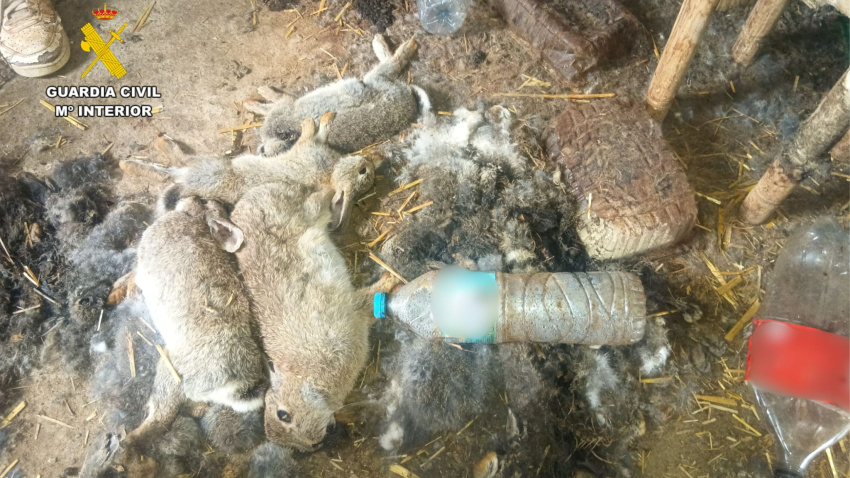Este es el lamentable estado en el que tenía a sus animales en la ...