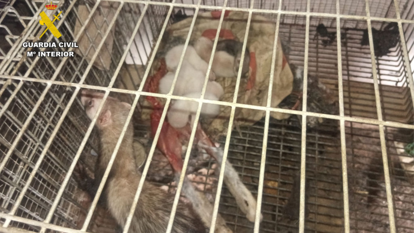 Este es el lamentable estado en el que tenía a sus animales en la ...