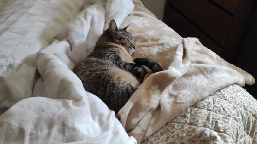 Oh my Cat!: el plan donde empiezas con un café y puedes acabar con un ...