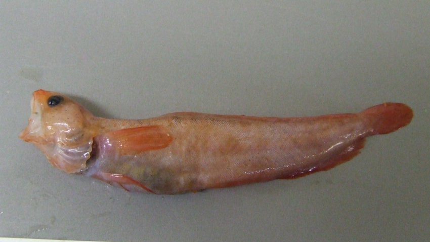 Globalización na peixería: ¿Probaches a galera ou o peixe cinta?