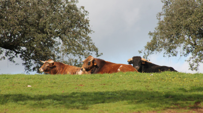 José Luis Pereda, camada 2026
