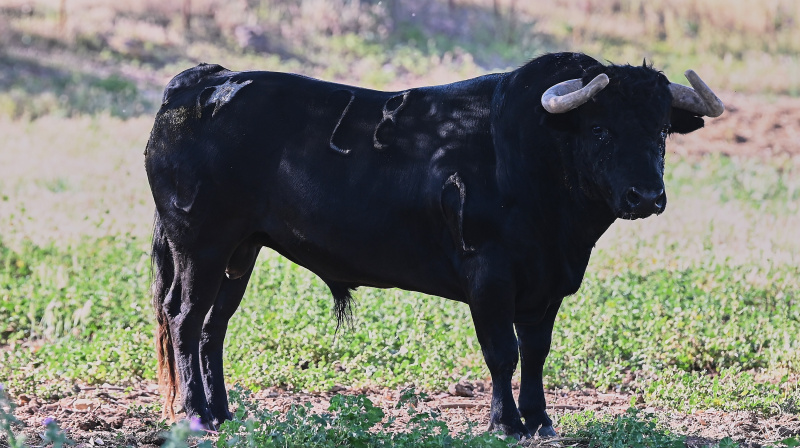 Los toros de Pallarés reseñados para Ávila