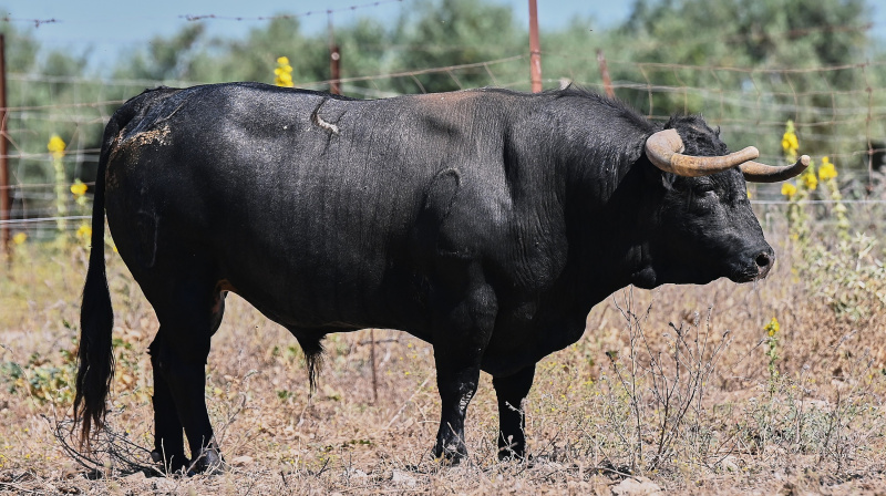 Los toros de Pallarés reseñados para Ávila