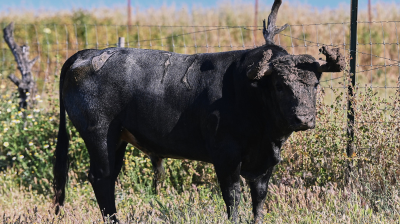 Los toros de Pallarés reseñados para Ávila