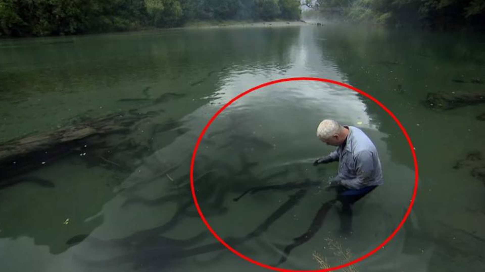 Pez Más Grande Atrapado En Monstruos De Río
