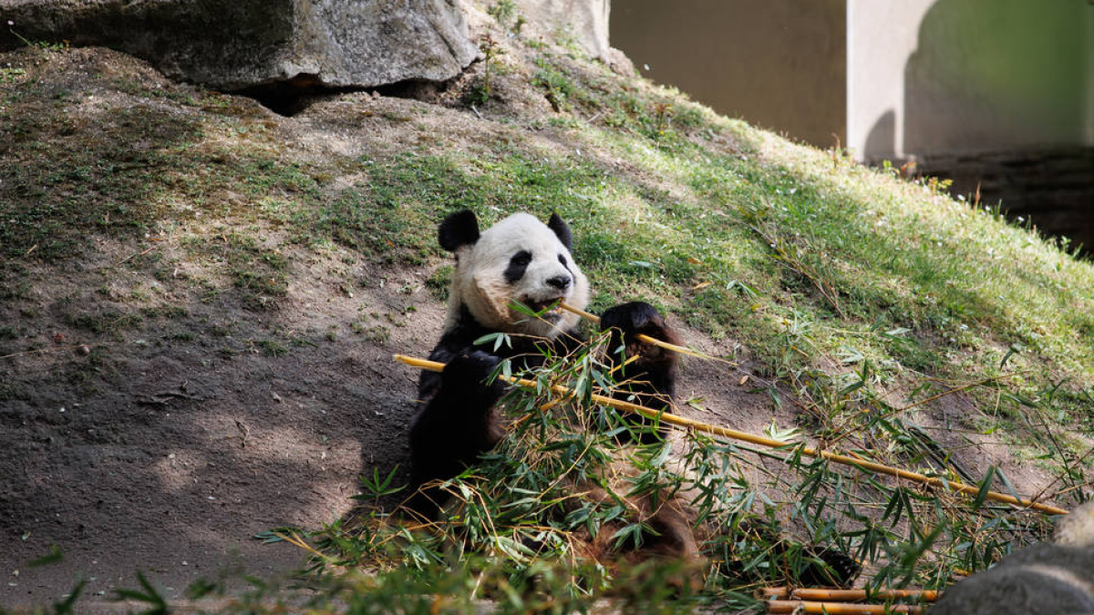 ¿Por qué el Zoo de Madrid ha devuelto todos sus osos panda a China?
