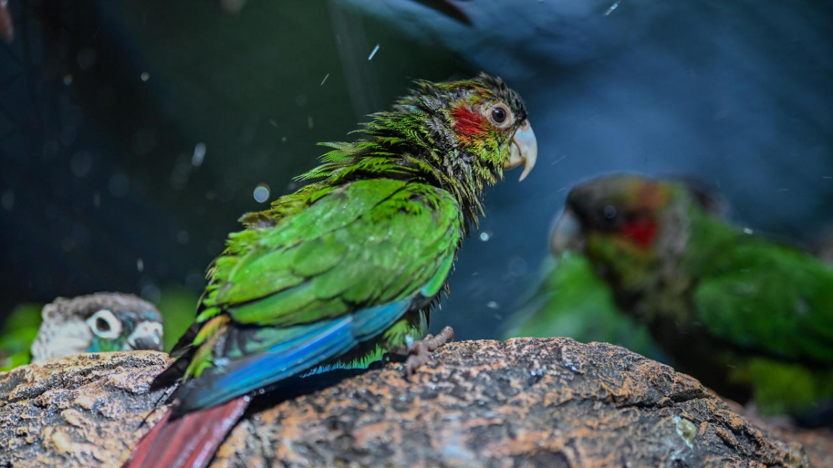 Un nuevo aviario abierto se estrena en Loro Parque para pyrrhuras