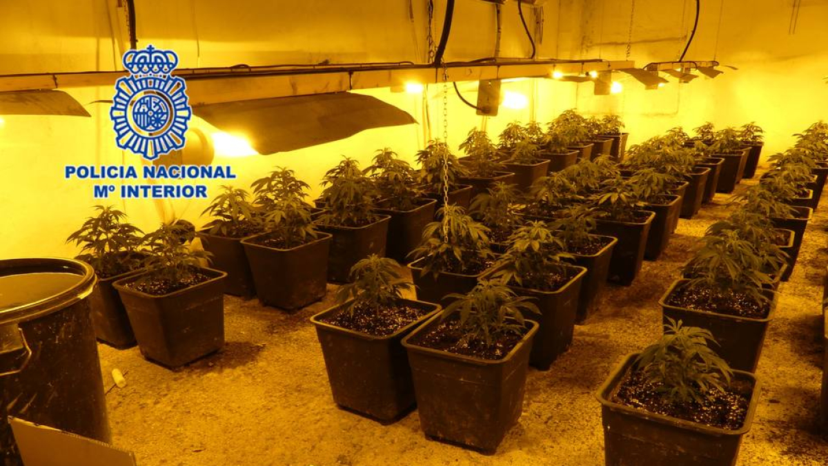 La Policía Nacional desmantela dos plantaciones de marihuana en Alcantarilla y Javalí Viejo