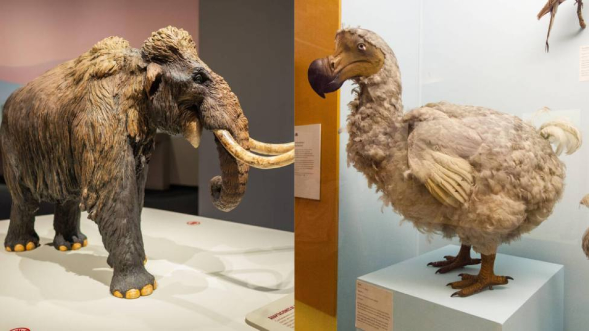 El dodo o el mamut peludo: Cómo podría afectarnos "desextinguir ...