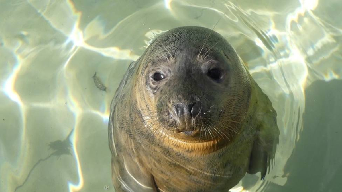 Una hembra cachorro de lobo marino y una tortuga aparecidas en nuestras ...
