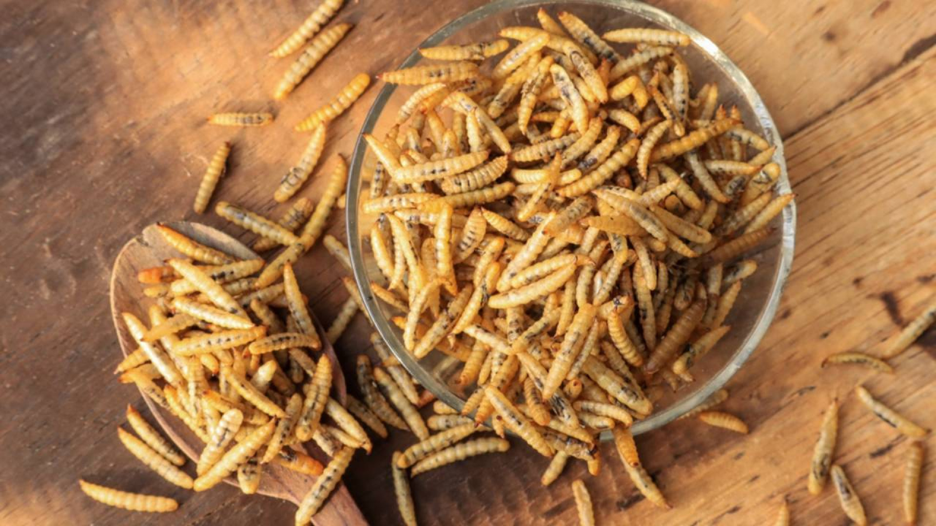Este es el insecto que tiene más proteínas que un filete: "Hasta un 40% ...