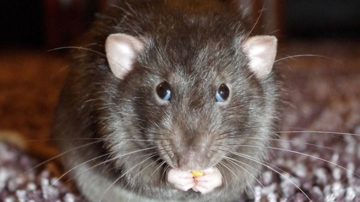 La razón por la que una rata es más inteligente de lo que imaginabas ...