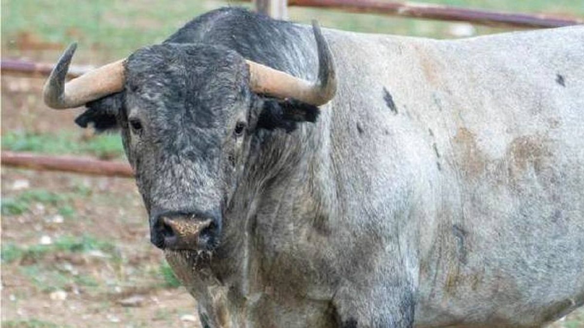 Los toros de Victorino Martín para el desafío de Morante en Alicante