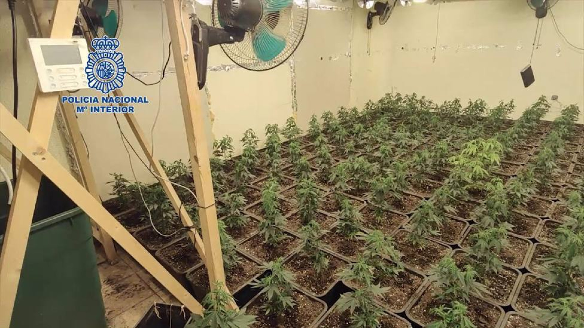 Policía Nacional desmantela de forma simultánea seis plantaciones "indoor" de marihuana con 2. ...