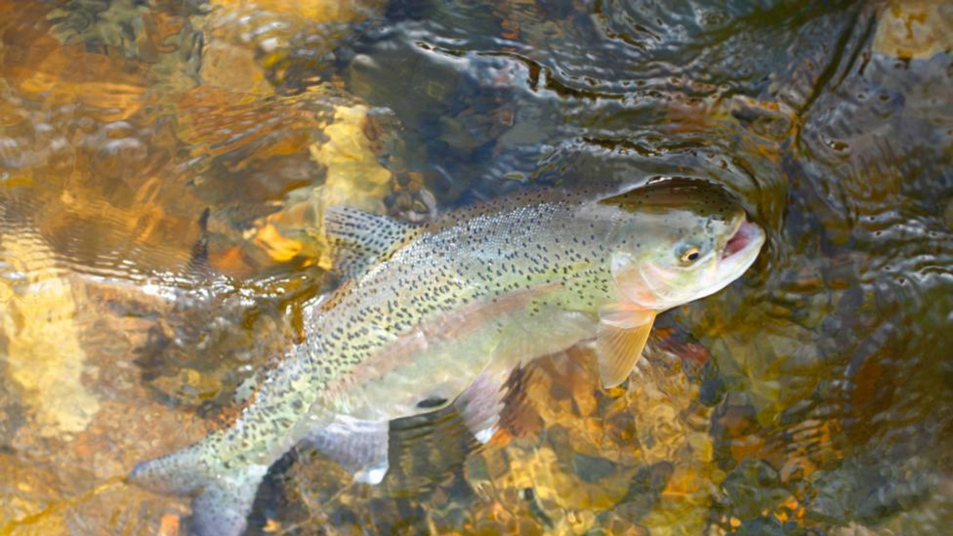14 especies piscícolas fluviales de la Región, incluidas en un programa ...