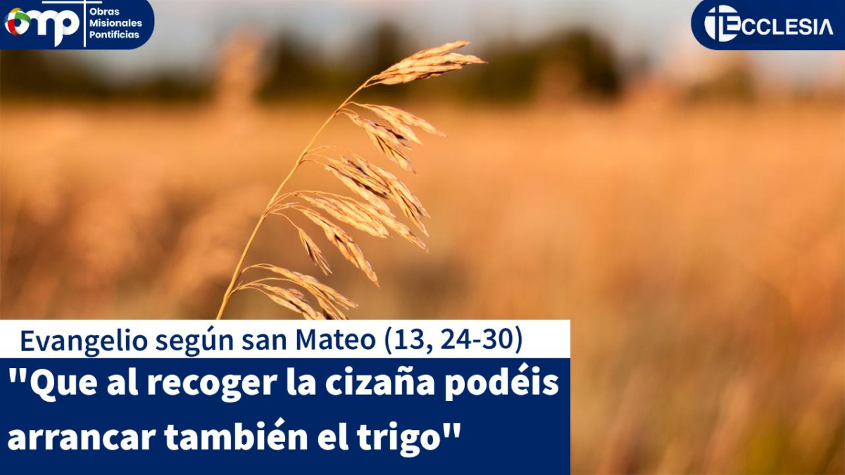 "Que al recoger la cizaña podéis arrancar también el trigo"