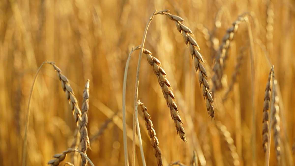 ¿Espelta o trigo común? Difícil elegir una especia como más saludable