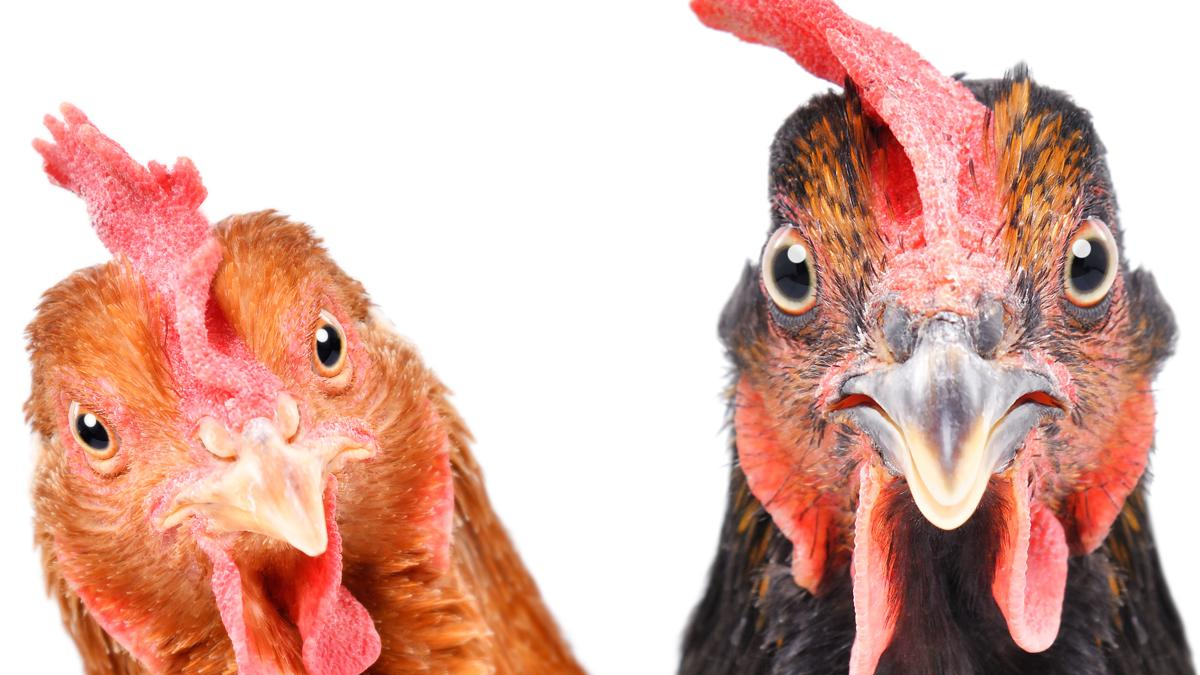 ¿La gallina es un animal doméstico?