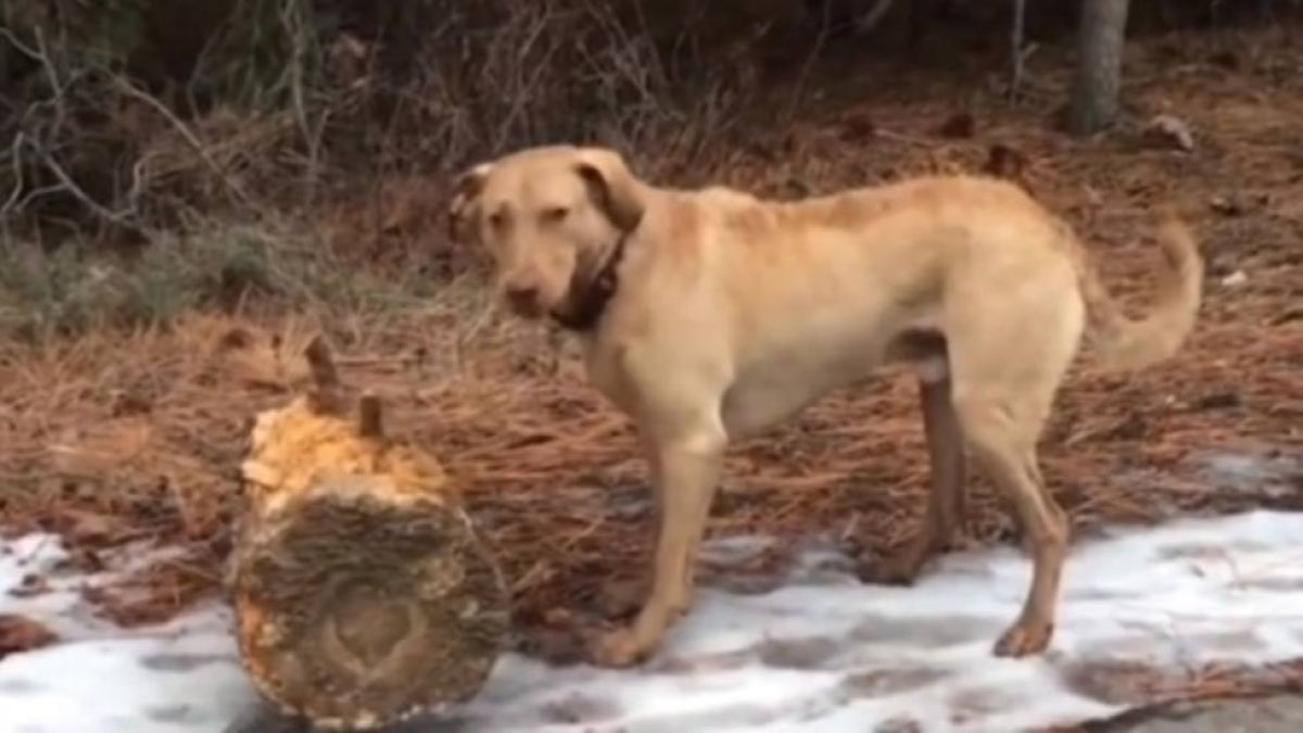 “El perro vasco”: un animal se hace viral en las redes sociales por lo ...