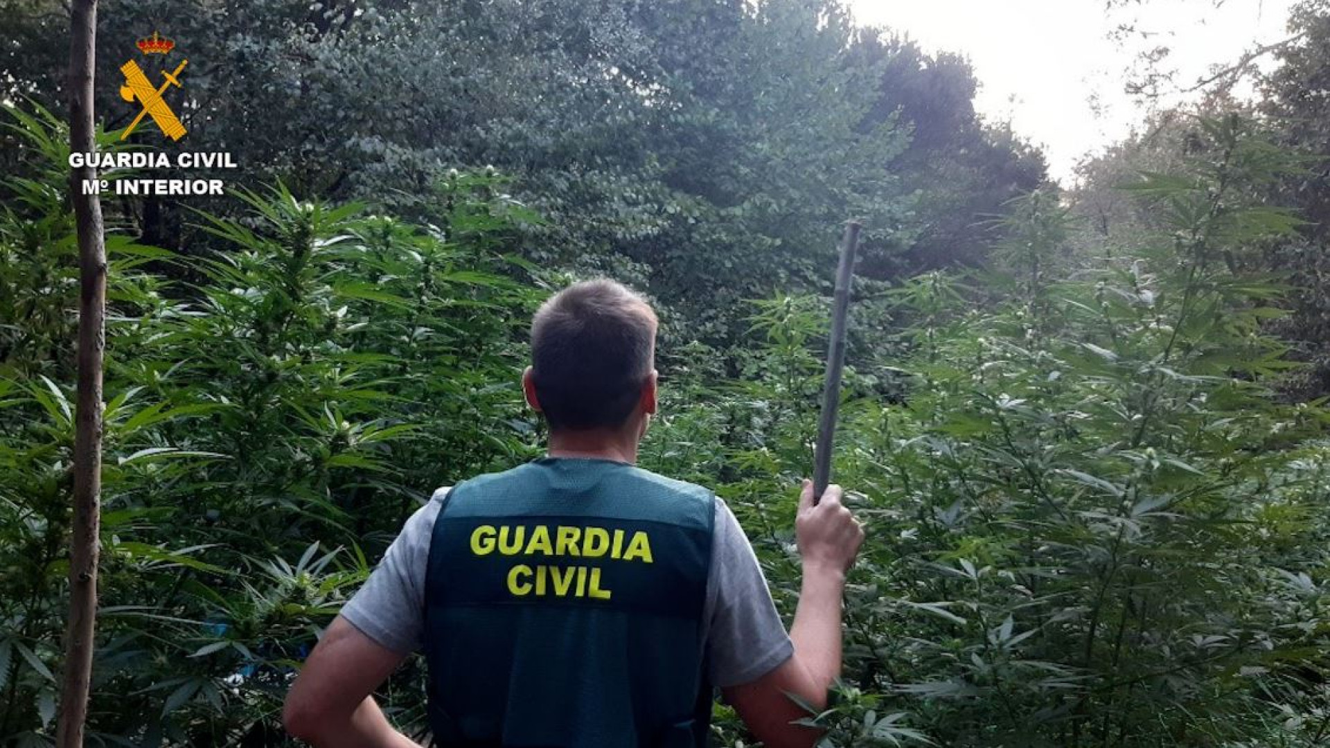 Guardia Civil desmantela doce plantaciones de marihuana