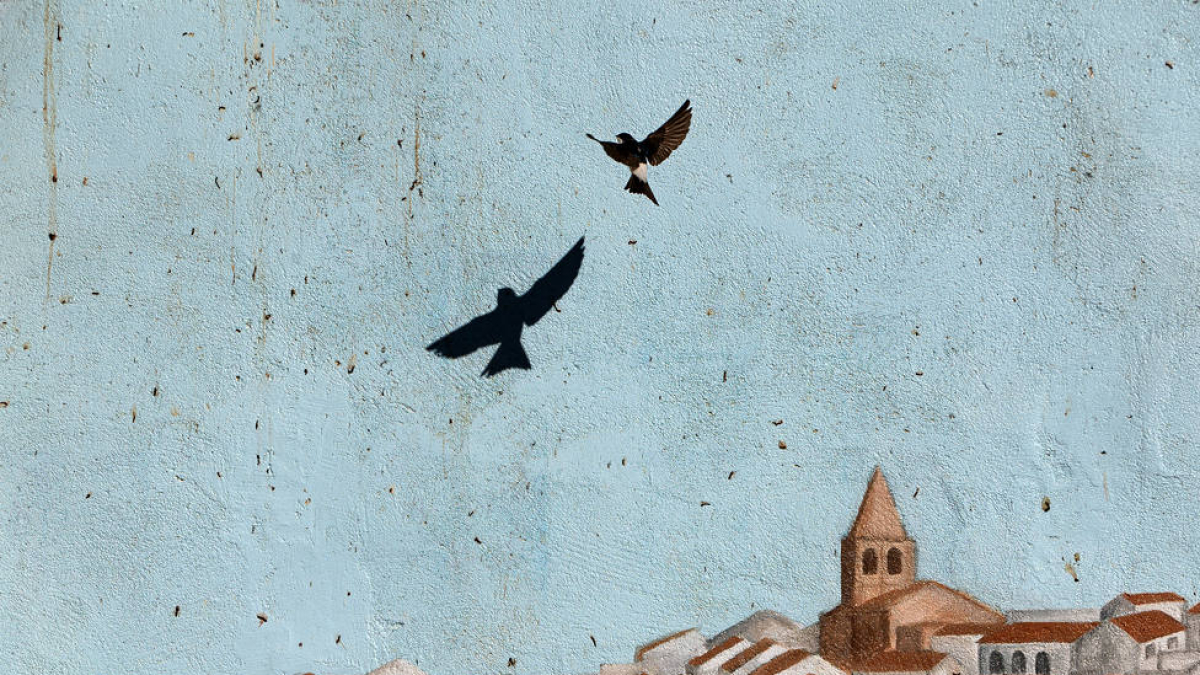 El fotografo de la naturaleza Pepe Elías gana el concurso ‘FotoAves ...