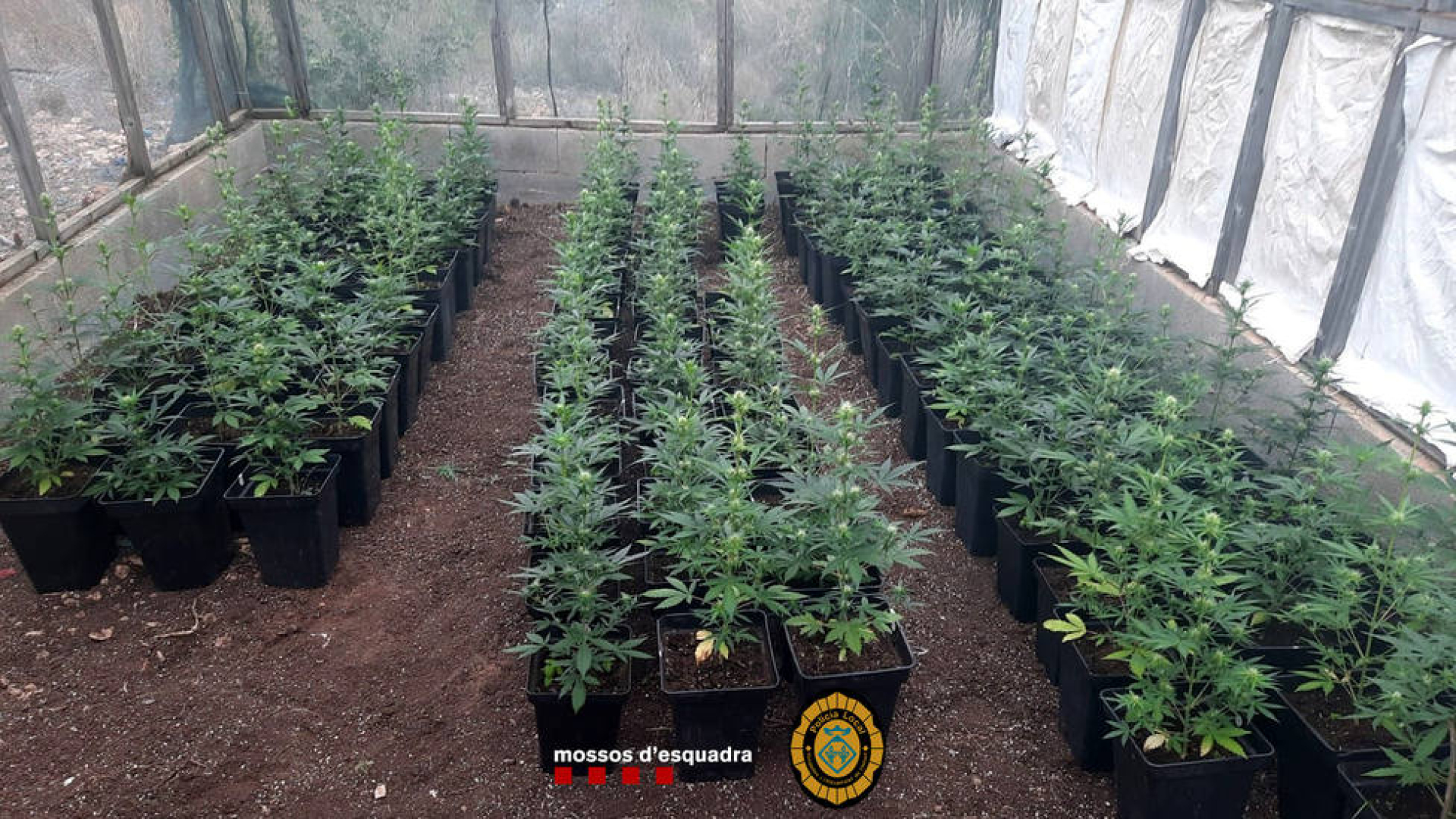 Los Mossos desmantelan una plantación de marihuana de 120 plantas en Vandellòs i l'Hospitalet de ...