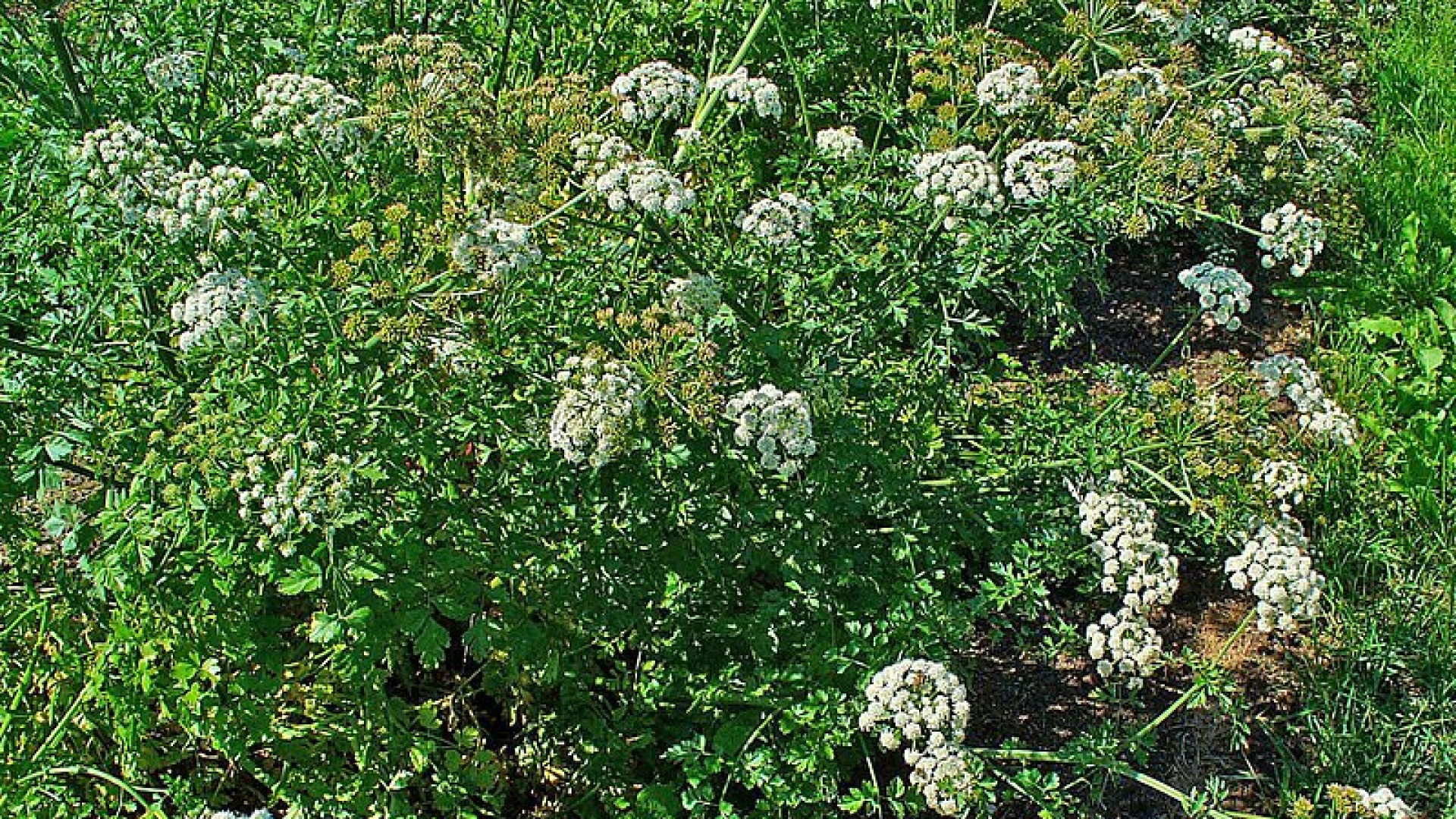 'El Nabo del Diablo' el tubérculo que se asemeja a un nabo común pero ...