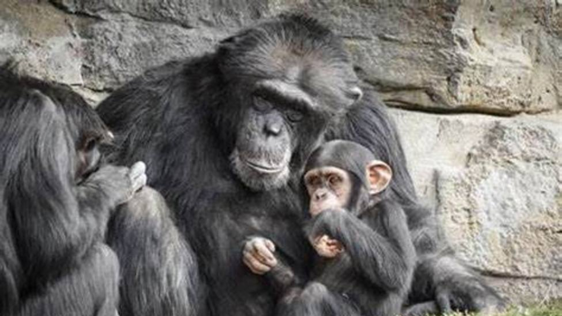 Muere de forma fulminante el chimpancé Coco, nacido en el Bioparc hace ...