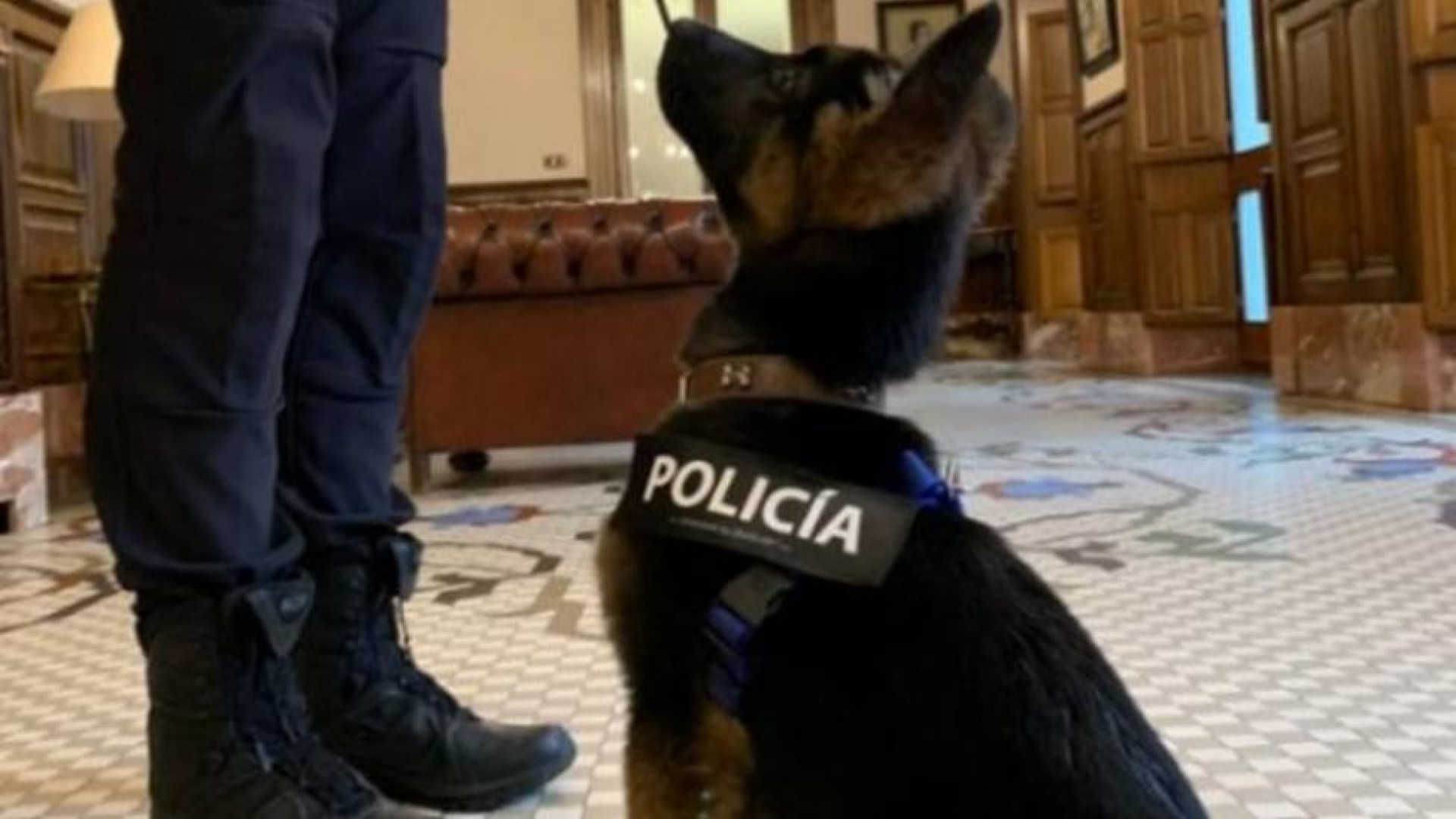 Esta es la imprescincible nueva misión de Stan Lee, el perro más famoso ...