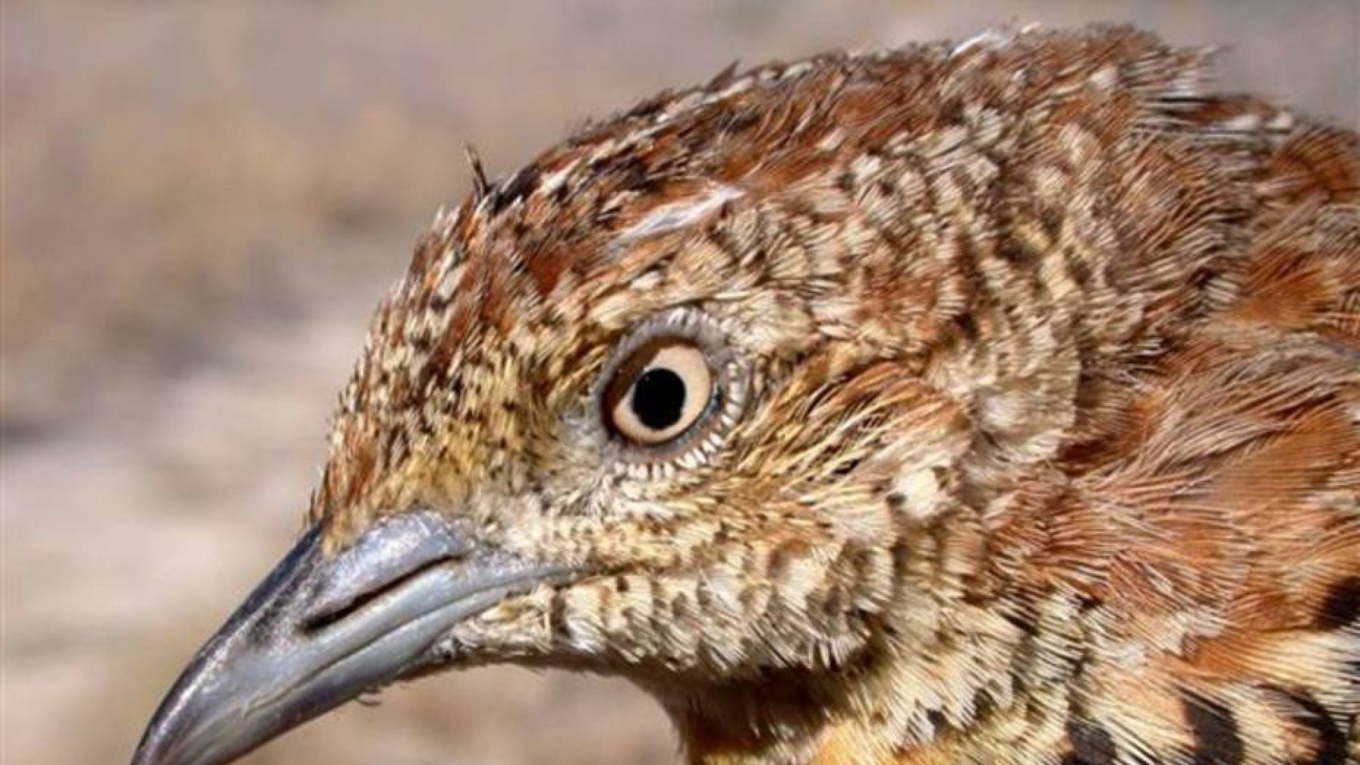 Un investigador español descubre un mecanismo interno en los ojos de ...