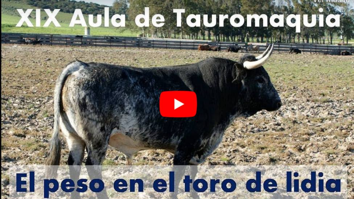 La evolución del peso del toro de lidia, a estudio en el Aula de ...