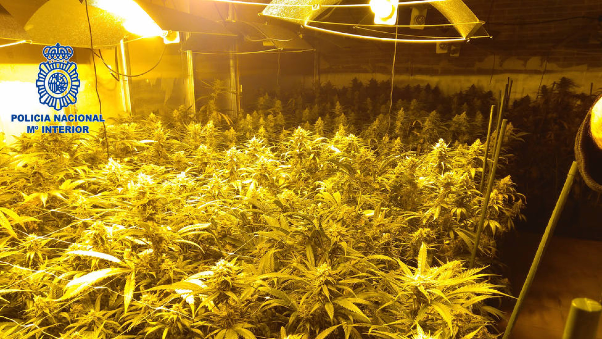 La Policía Nacional desmantela una plantación de marihuana oculta en el interior de una casa de ...