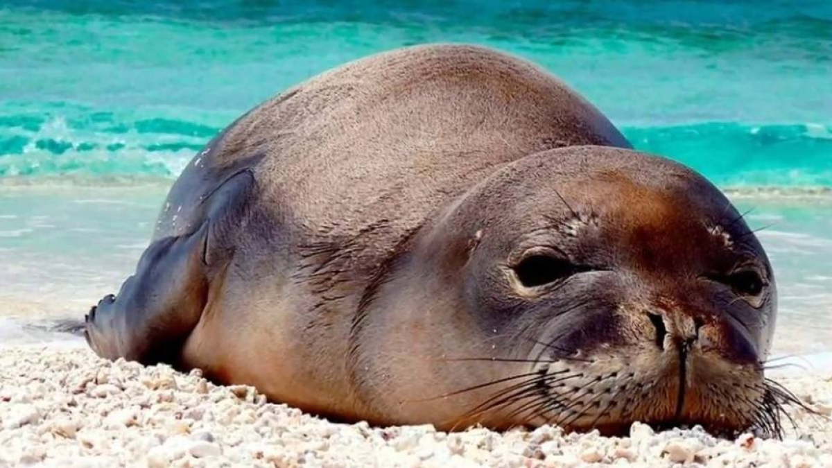 La foto de una foca que se ha viralizado por su 'inquietante' aspecto ...