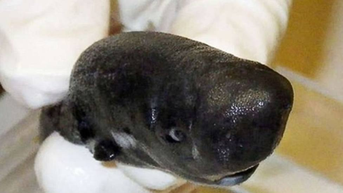 Descubren una nueva especie de tiburón de pequeño tamaño y luminiscente