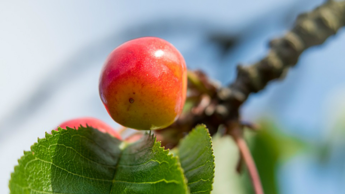 ¿Cuál es el origen de la expresión ‘caerse de un guindo’?