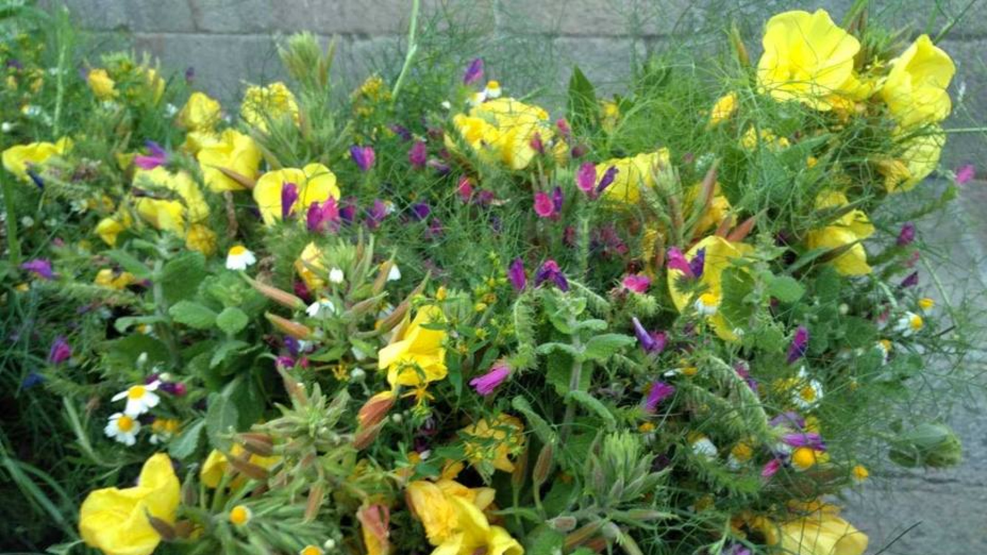 Las siete hierbas imperdibles para lavar la cara en San Xoán