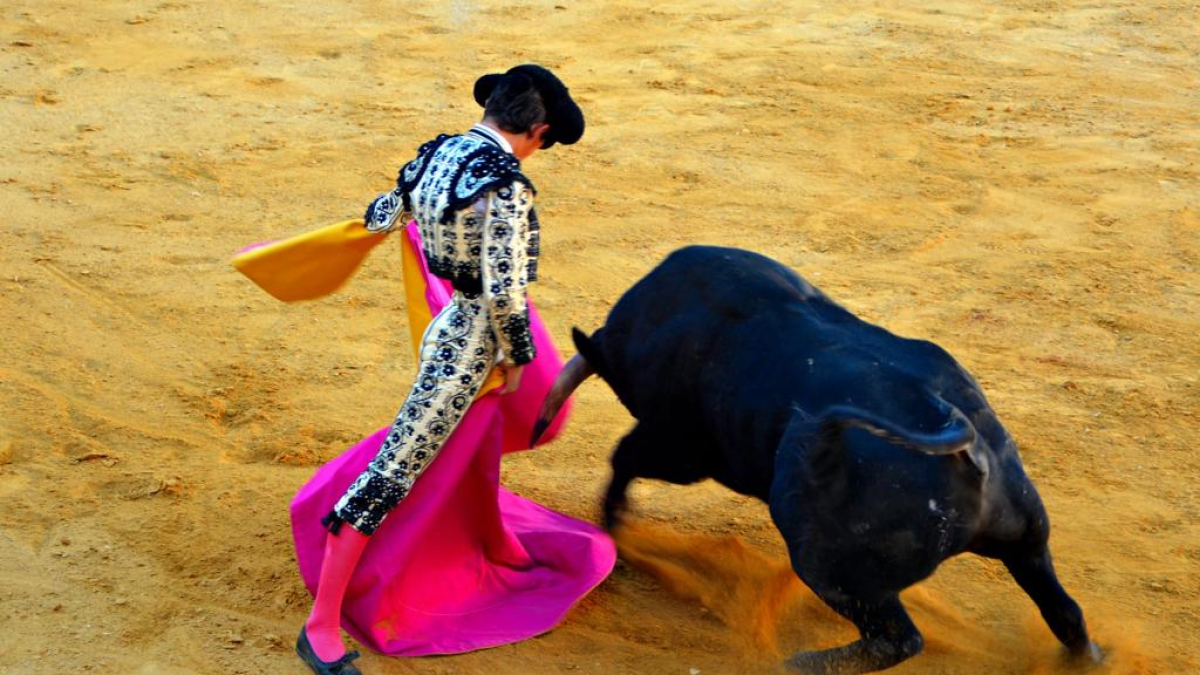 El novillero de Córdoba Manuel Román consigue el tercer puesto en la ...