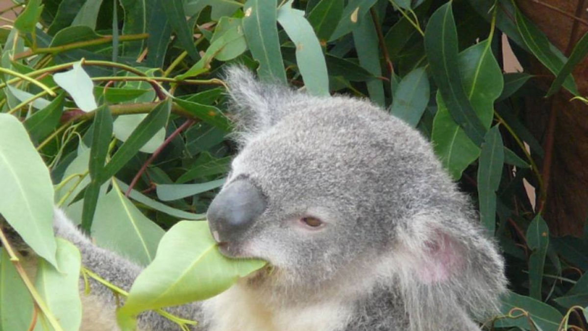 ¿Por qué los koalas se alimentan de este tóxico?