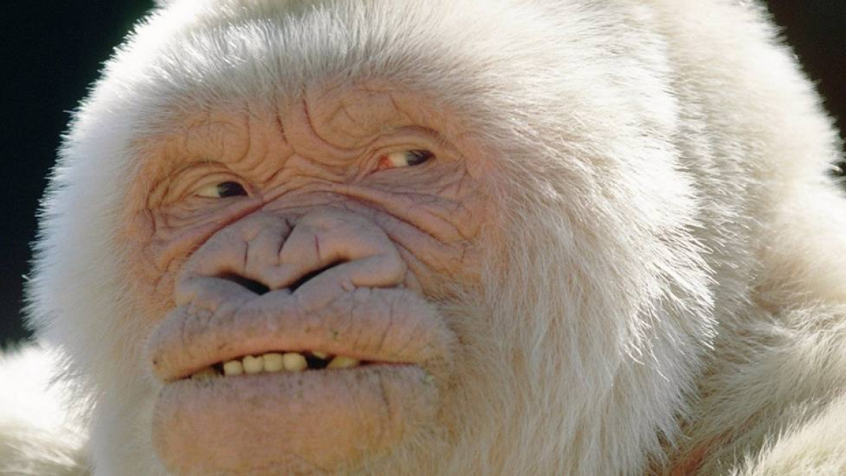 Copito de Nieve: el origen de su nombre, por qué sus hijos no son ...