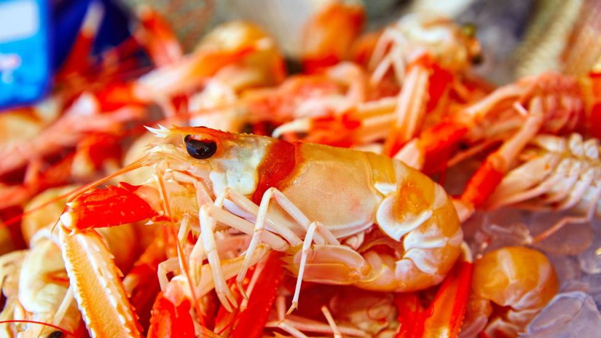 Comienza una campaña que avanzará en el conocimiento de la distribución ...