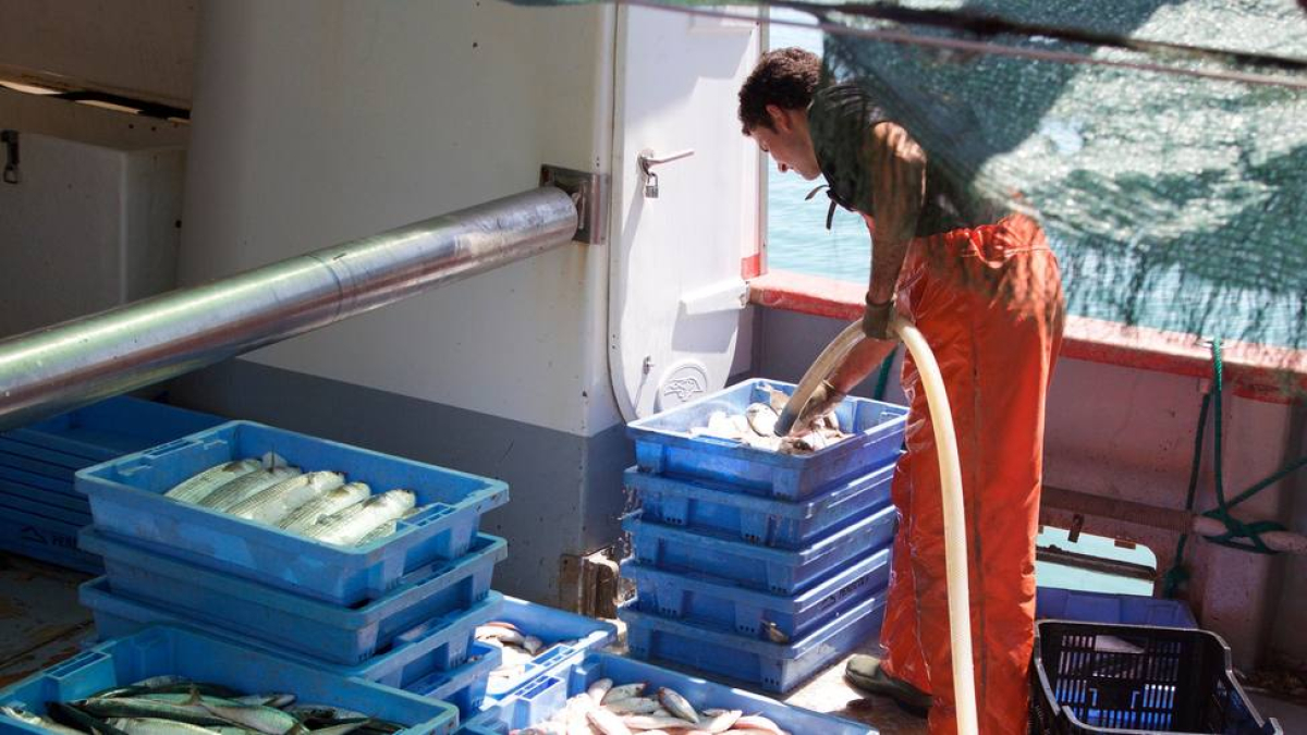 Alerta sanitaria en España al detectar anisakis en huevas de merluza ...