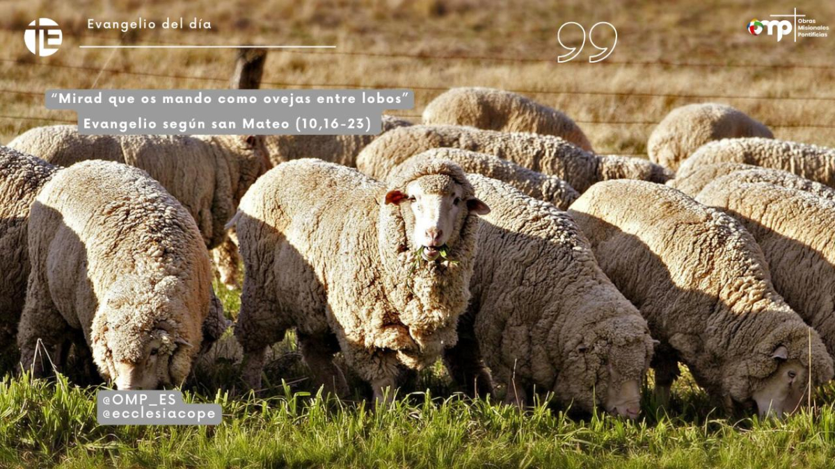 "Mirad que os mando como ovejas entre lobos"
