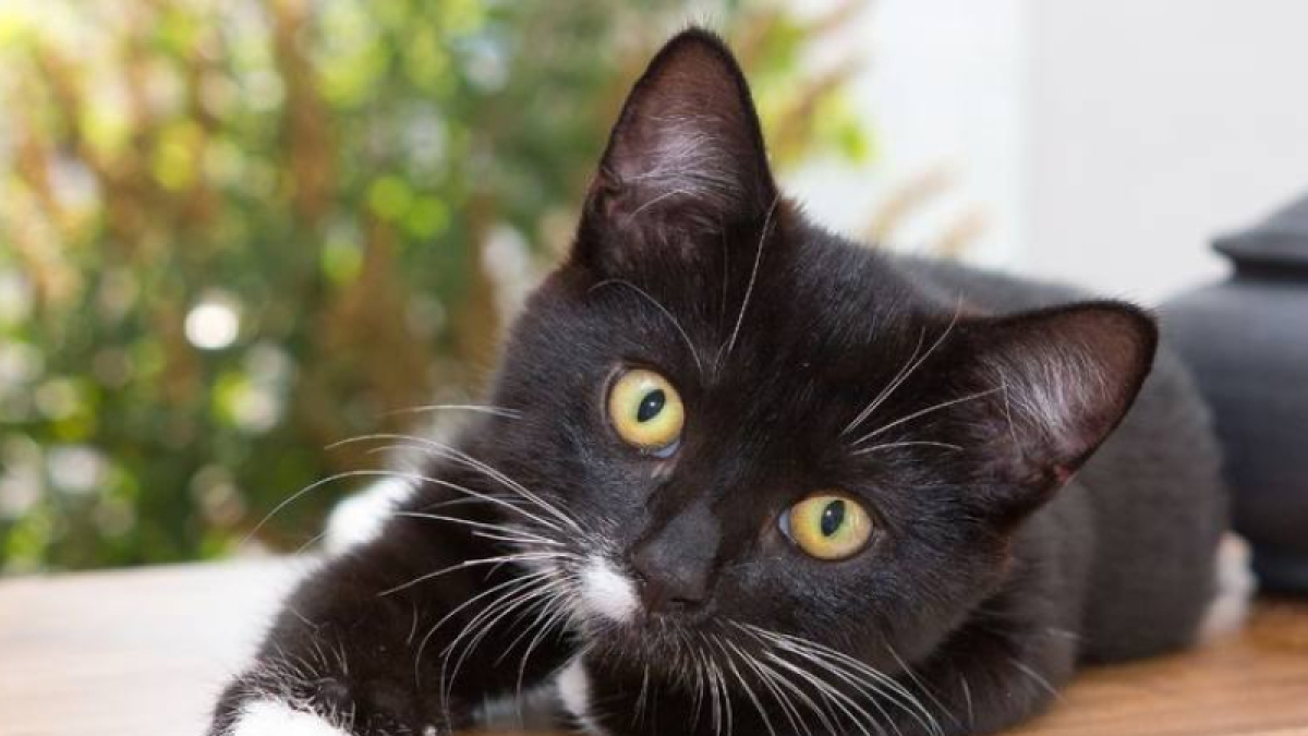 Rafa Esteban aclara la duda con la que llegan muchos dueños de gatos a ...