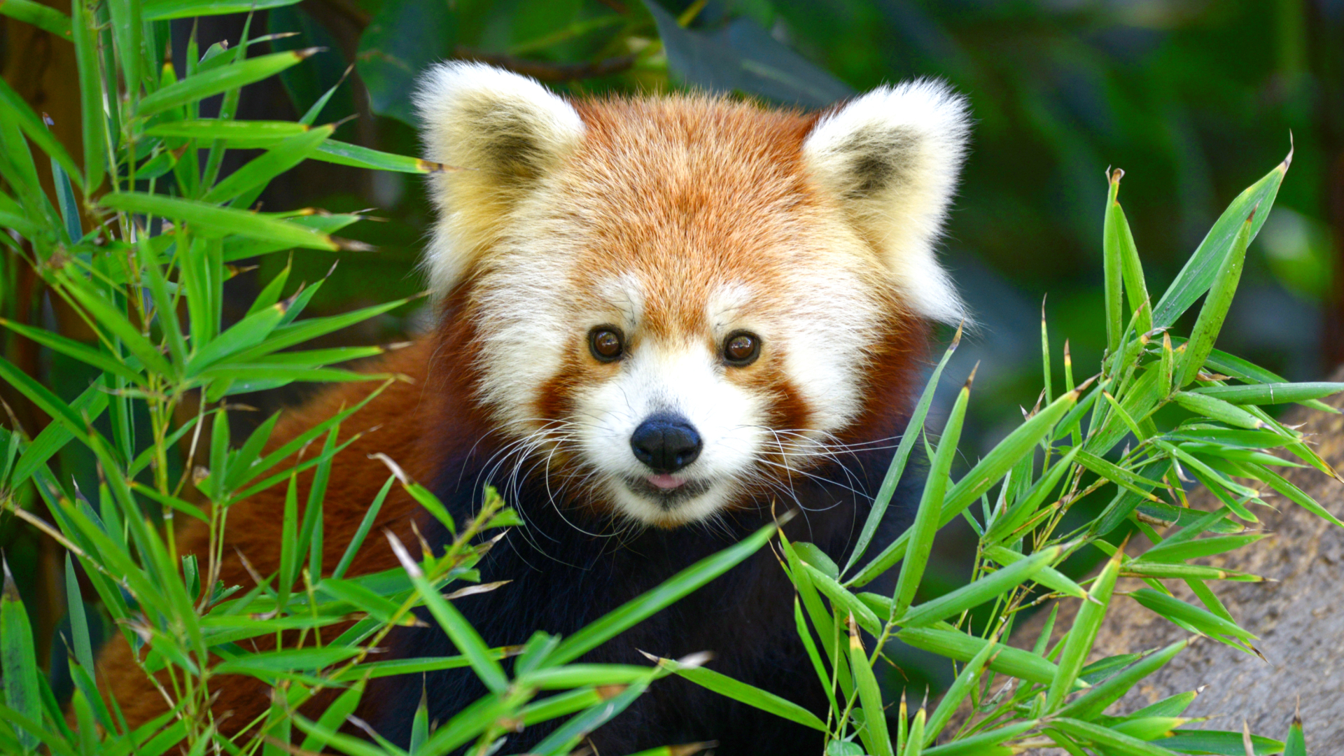 El panda rojo: la extinción amenaza a uno de los animales más tiernos ...