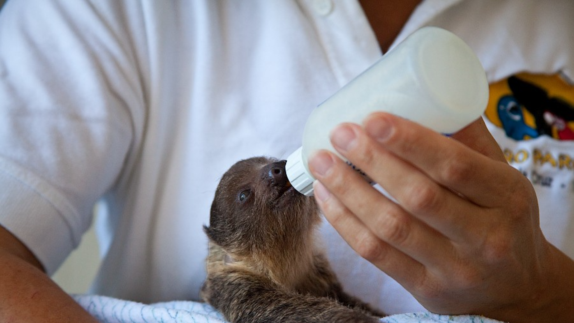 Claves para que un animal viva feliz