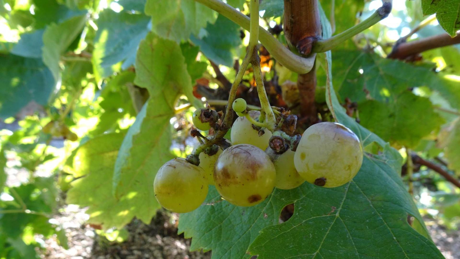 Localizan en Madrid una cepa de uva hebén, una variedad centeneria que ...