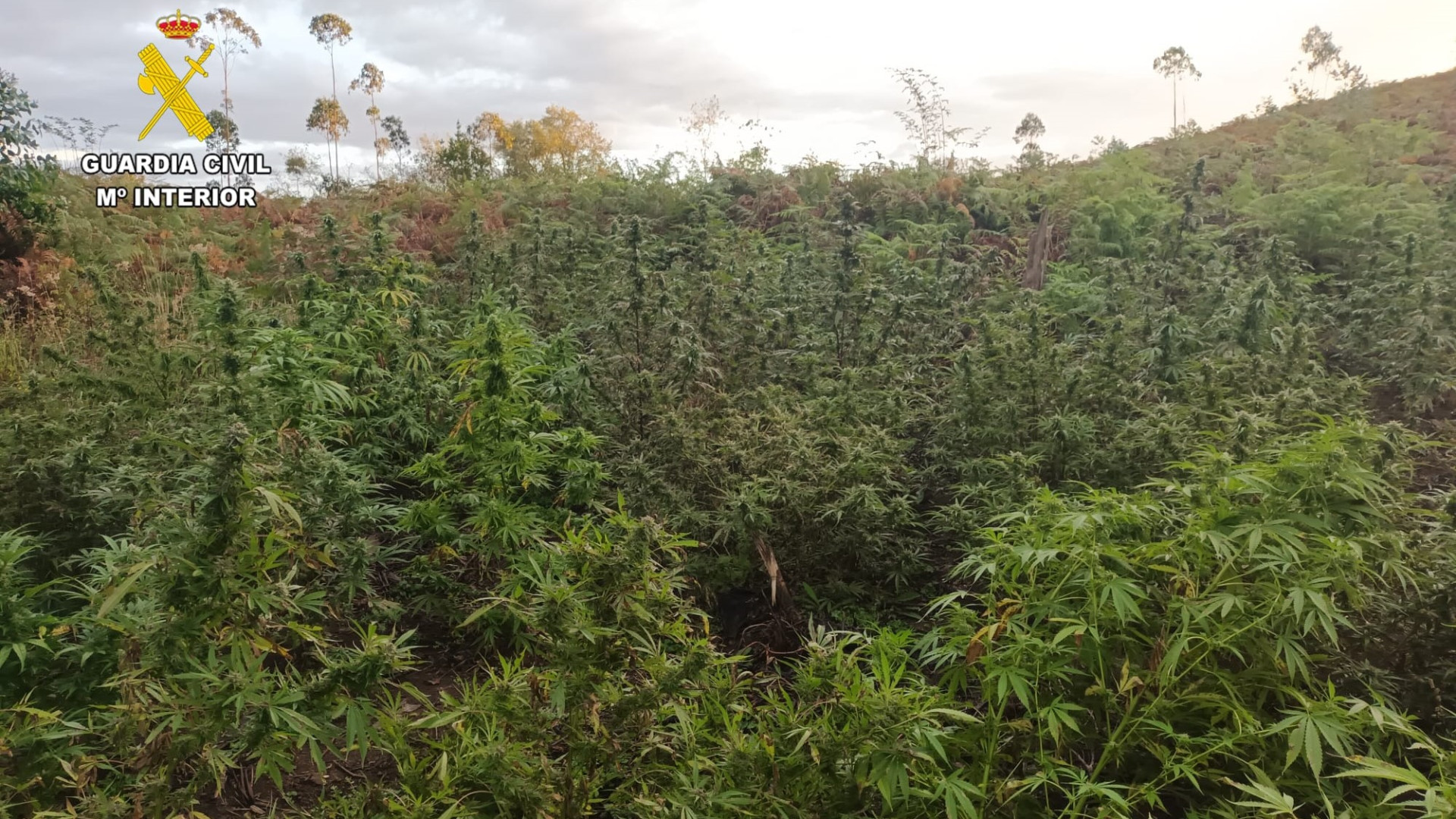 La Guardia Civil descubre en Asturias una impresionante plantación ilegal de marihuana: 37 kilos ...