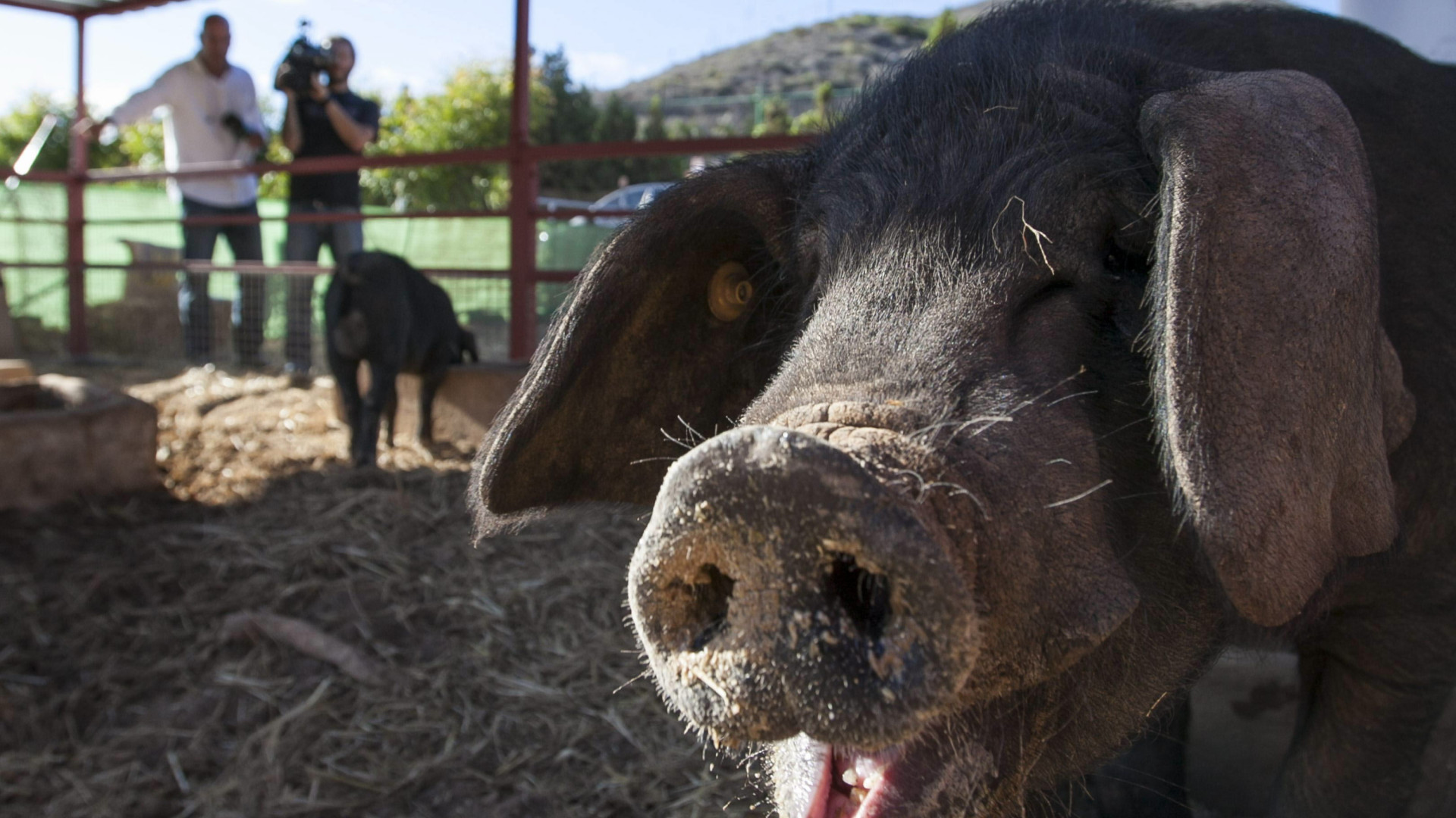 El cochino negro canario ya tiene marca propia