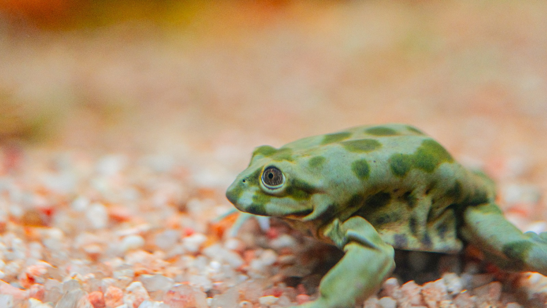 Las ranas del lago Titicaca llegan a Canarias